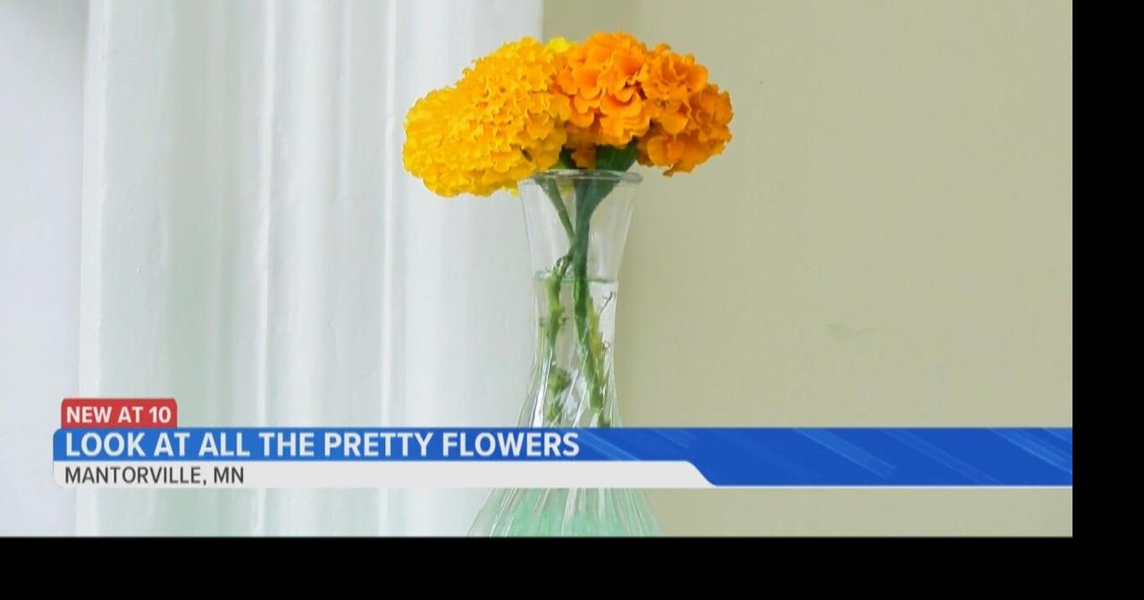 ‘Marigold Days’ puts flowers on display | News | kimt.com
