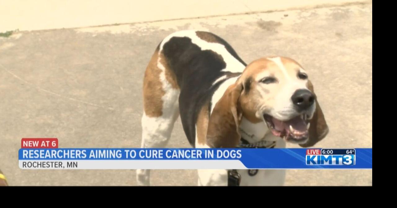 Researchers aiming to cure cancer in dogs | Health | kimt.com