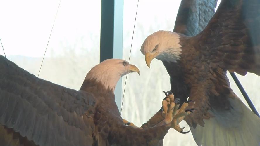 The Bald Eagle: 50 years of the Endangered Species Act | News | kimt.com