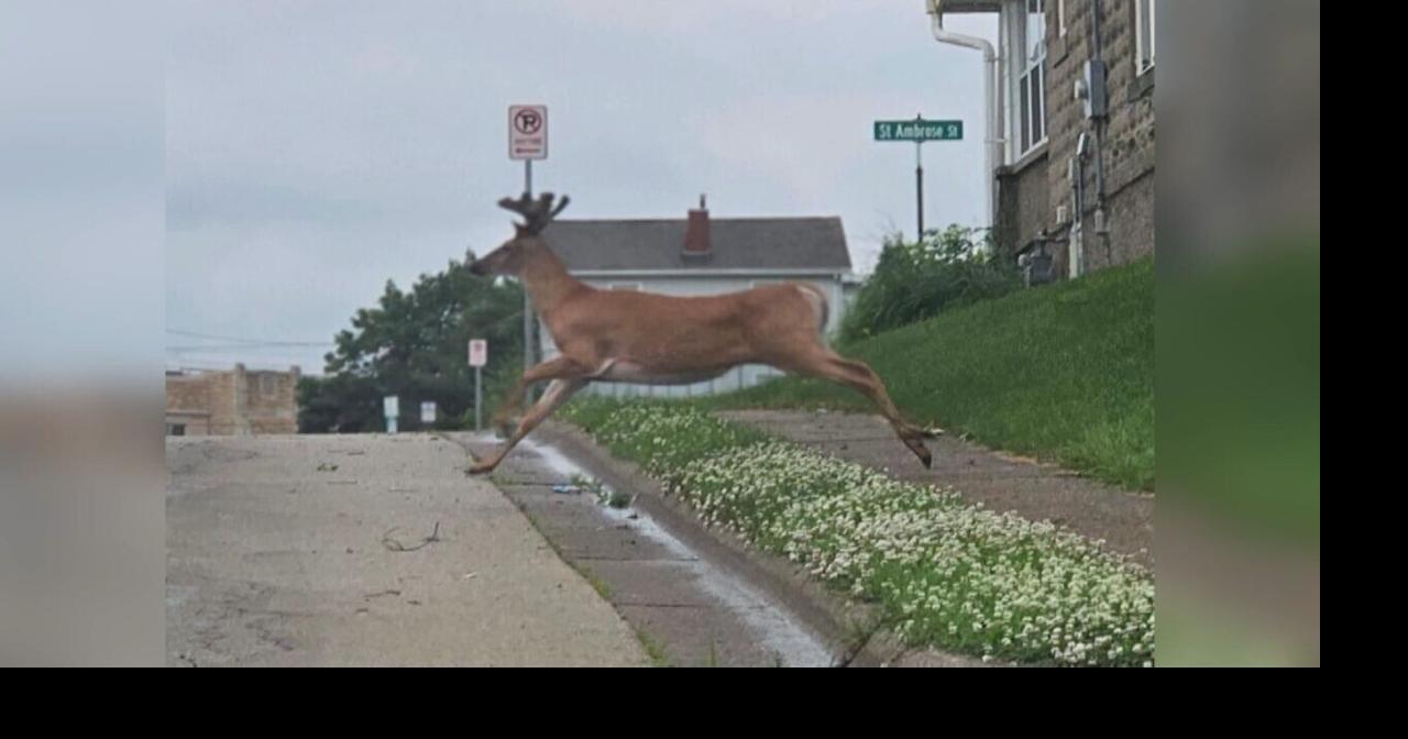 Iowa residents seeing an increase in white-tailed deer sightings | News ...