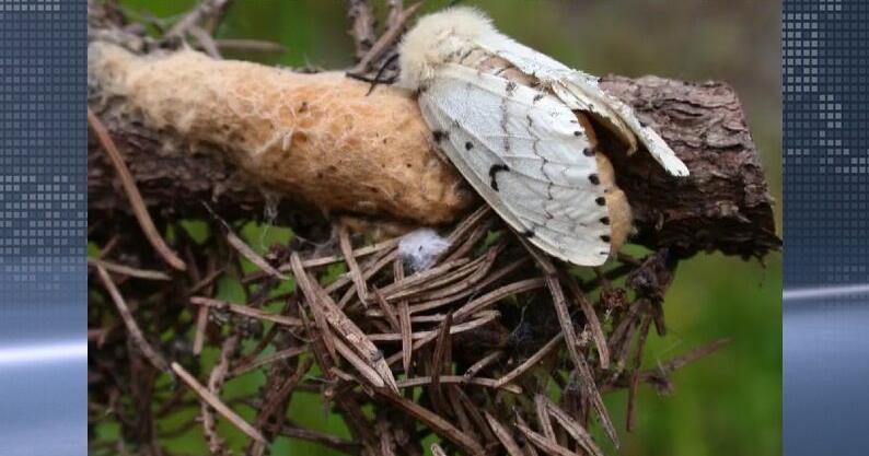 Spongy moth threat: Olmsted County plans aerial control measures | News ...