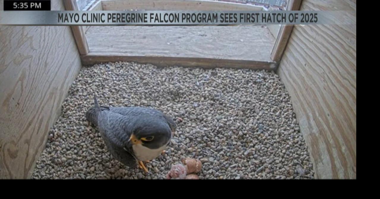 Mayo Clinic Peregrine Falcon Program sees first hatch of 2025 | Video | kimt.com