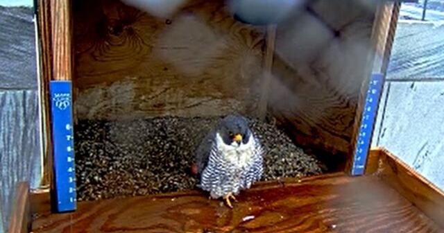 Mayo falcon lays its first egg | News | kimt.com