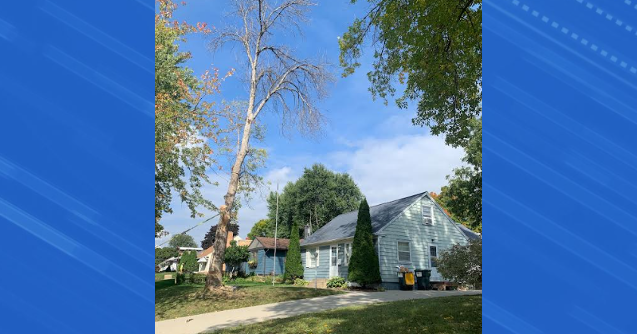 Cutting down a big tree in Rochester almost ends in disaster | News ...