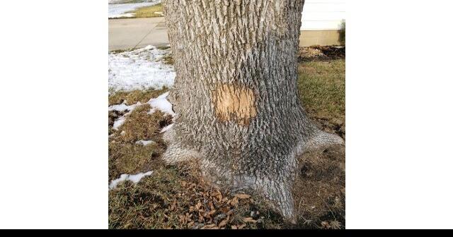 Nearly 300 ash trees slated for removal in Albert Lea | News | kimt.com