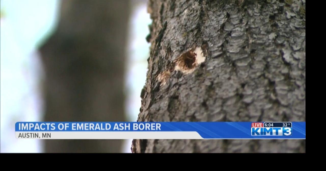 Impacts of emerald ash borers | Video | kimt.com