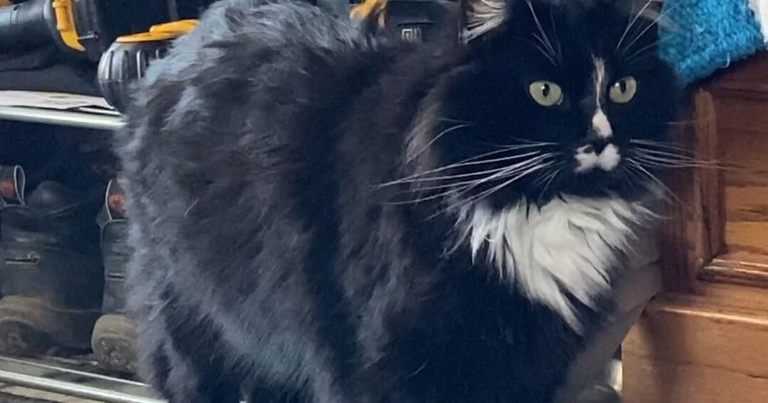 Austin's 'Zip the Cat' in the running for America's Favorite Pet 2023 ...