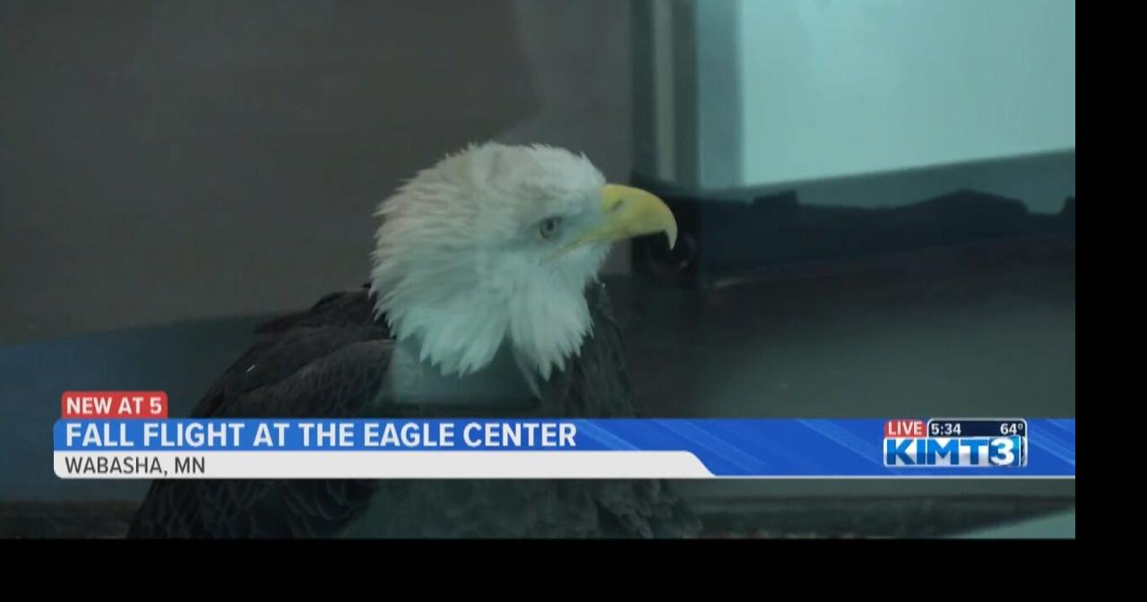 National Eagle Center holds SOAR: Fall Flight | News | kimt.com