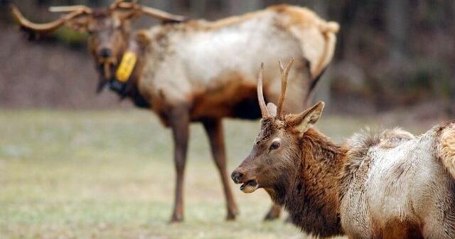 Elk hunting in Minnesota: Reduced permits for 2025 season | Minnesota ...
