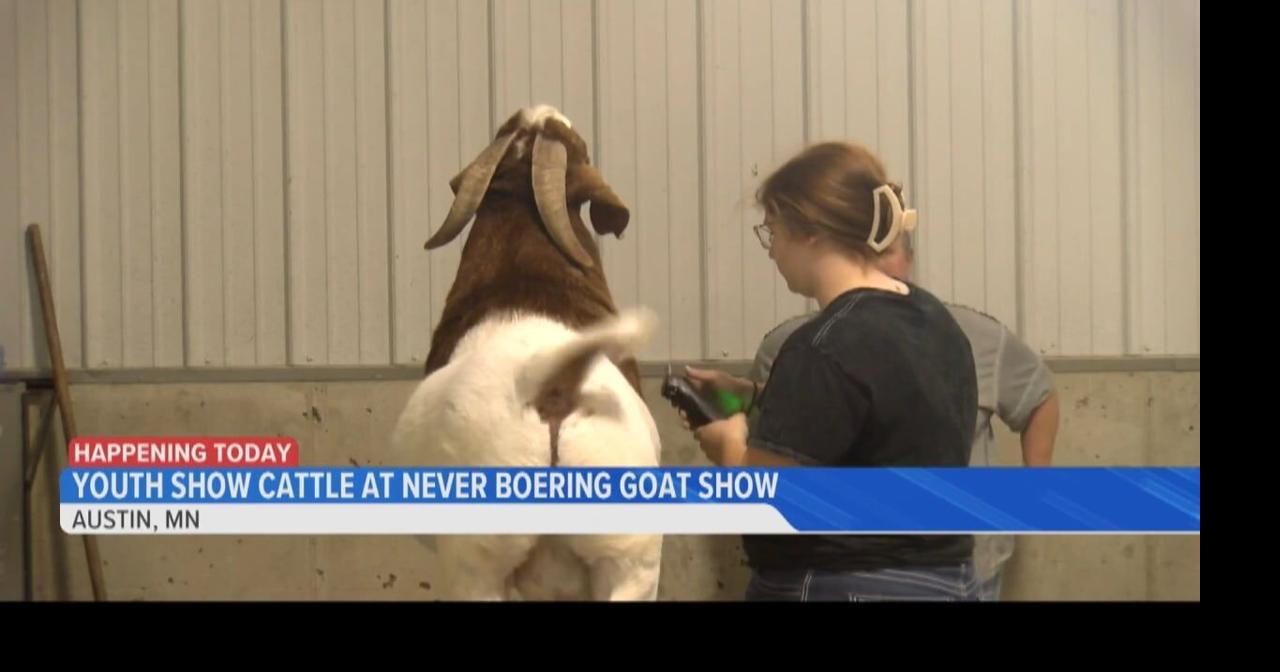 Minnesota Boer Goat Association hosts Never Boering Goat Show | News ...