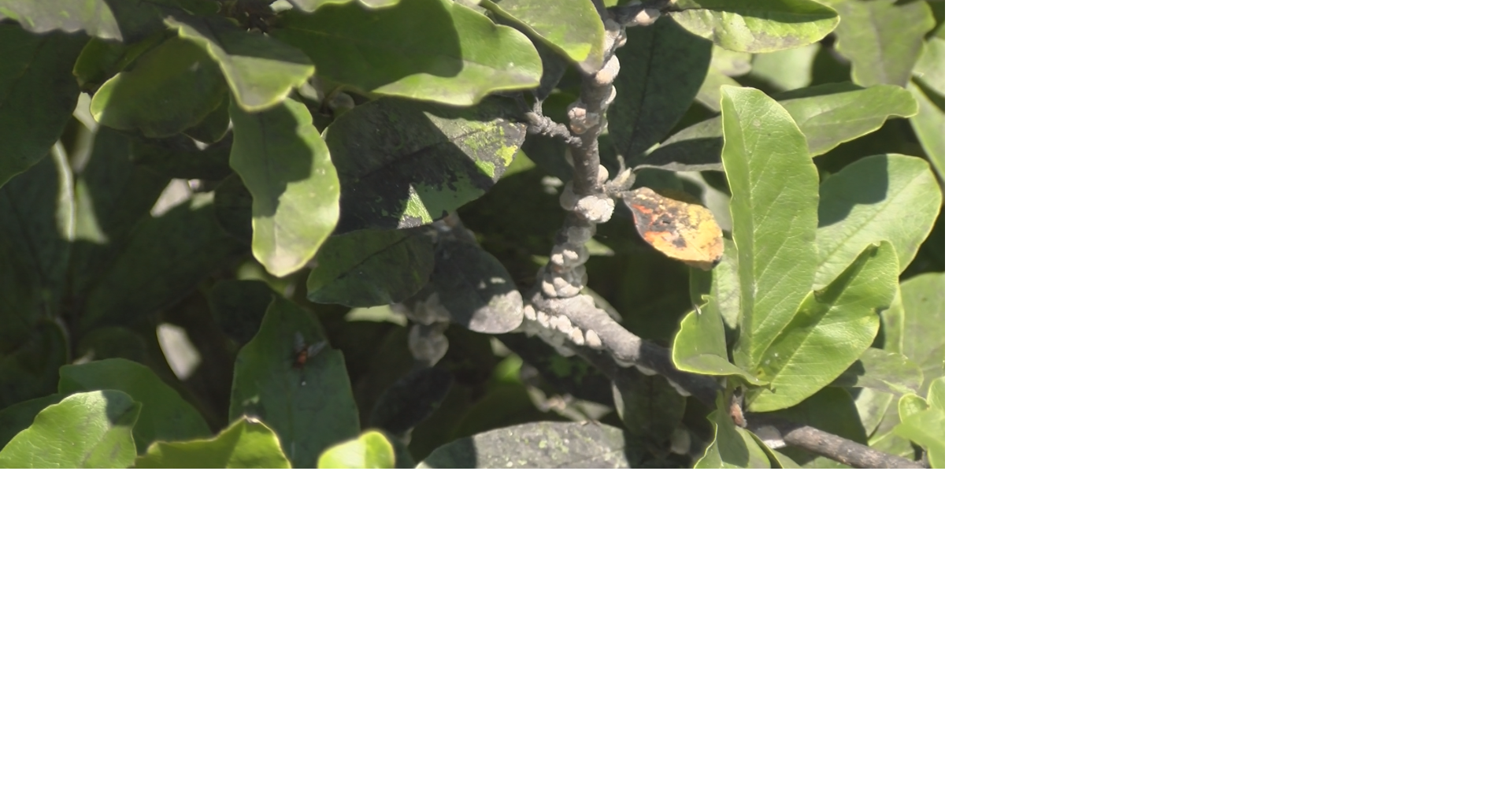 Magnolia Scale attracts other pests to Rochester gardens | News | kimt.com