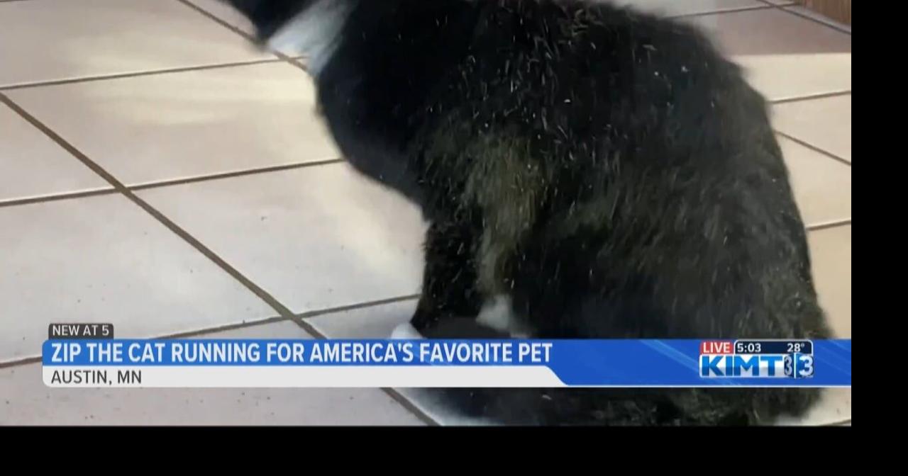 Zip the Cat in the Running for America's Favorite Pet | Video | kimt.com