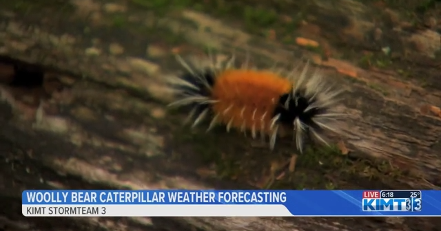 The Legend of the Woolly Bear Caterpillar | News | kimt.com