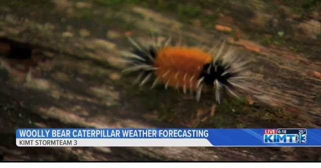 The Legend of the Woolly Bear Caterpillar | News | kimt.com