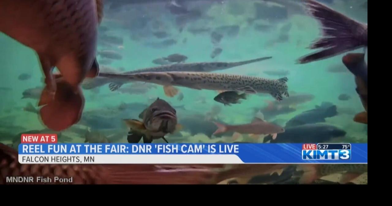 Reel fun at the fair: DNR 'fish cam' is live | Video | kimt.com