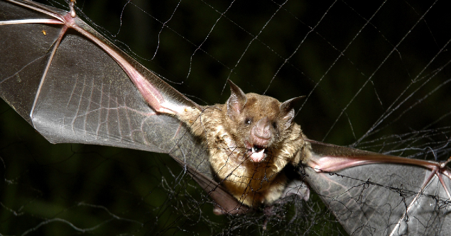 Rabies death in Minnesota linked to exposure to a bat | Minnesota ...