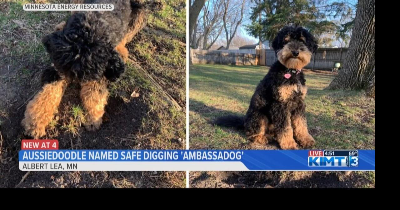 Albert Lea pup wins statewide vote | Video | kimt.com