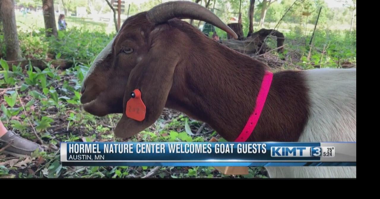 Goats take care of some business at Jay C. Hormel Nature Center | Ag ...