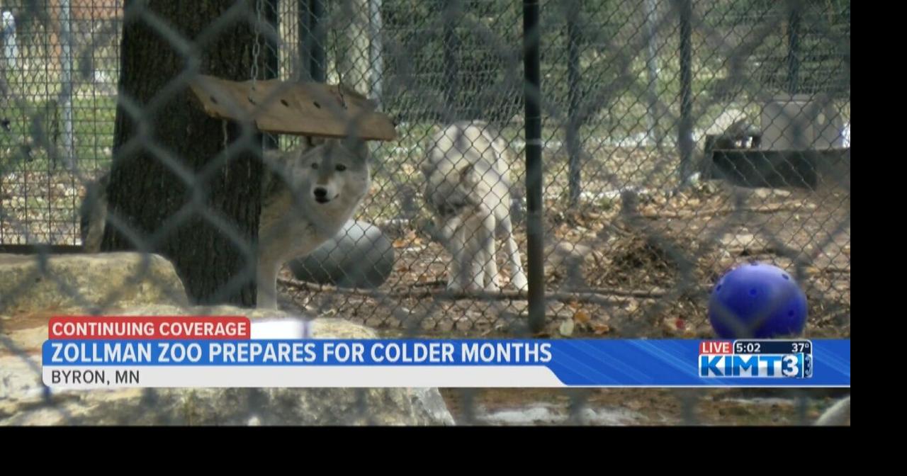 Zollman Zoo on animals during the winter months | News | kimt.com