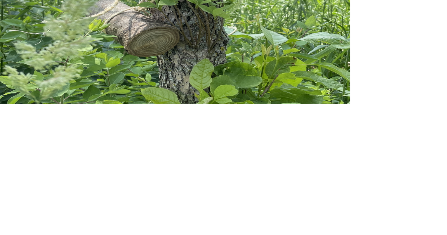 Jay C. Hormel Nature Center combating emerald ash borers by releasing ...