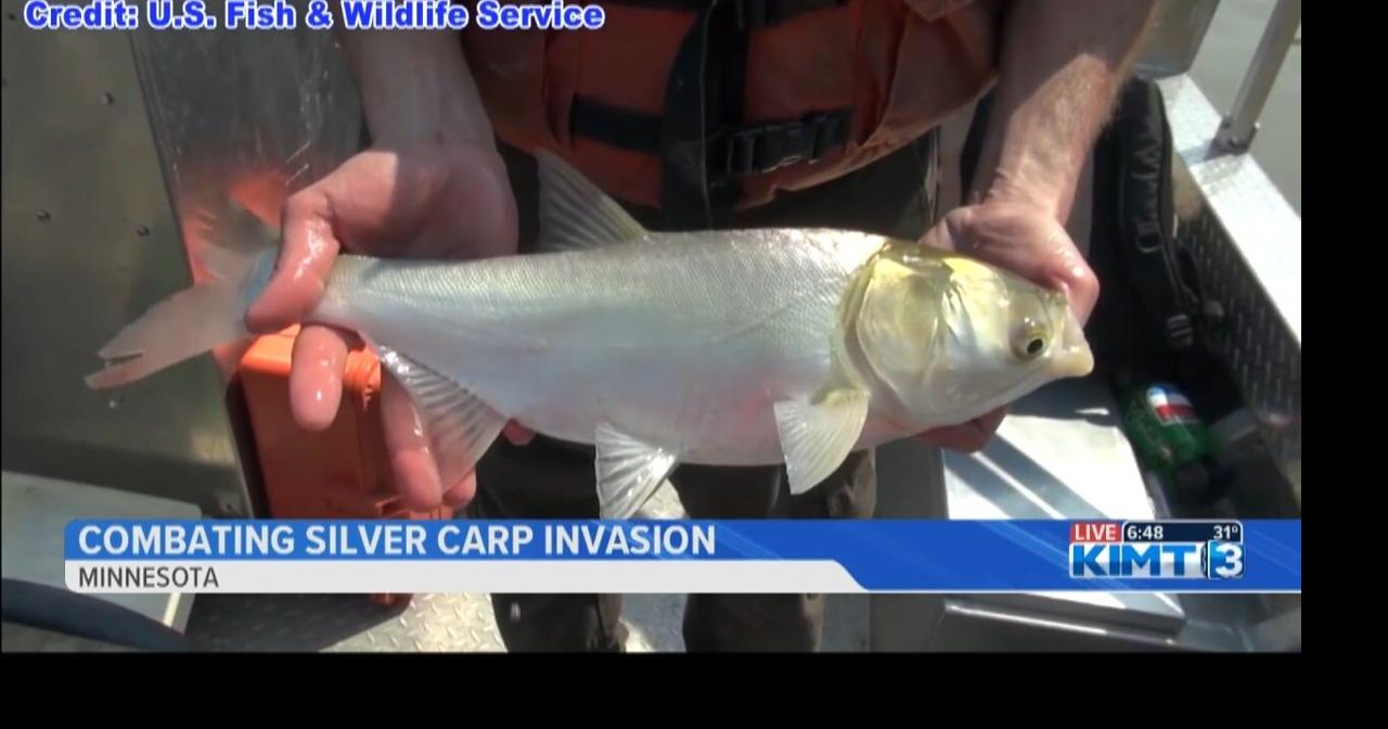 Combating Silver Carp Invasion | Video | kimt.com