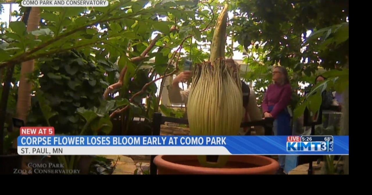 Como Park and Zoo Conservatory corpse flower blooms | Video | kimt.com