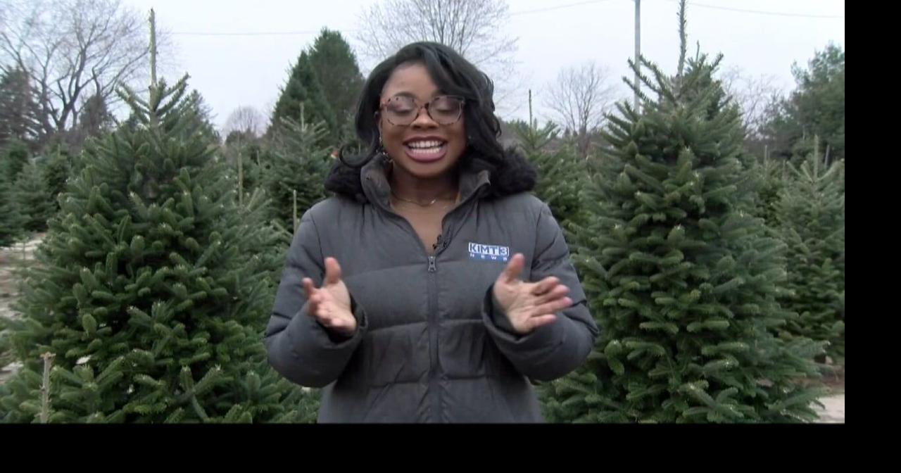 Tree farm prepares to open for the season | Local | kimt.com