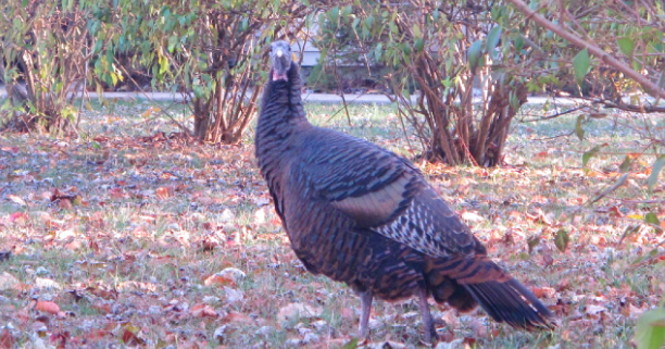 Help track wild turkeys with Iowa DNR survey | News | kimt.com