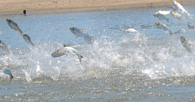 Minnesota updates its plan on dealing with invasive carp | Minnesota ...