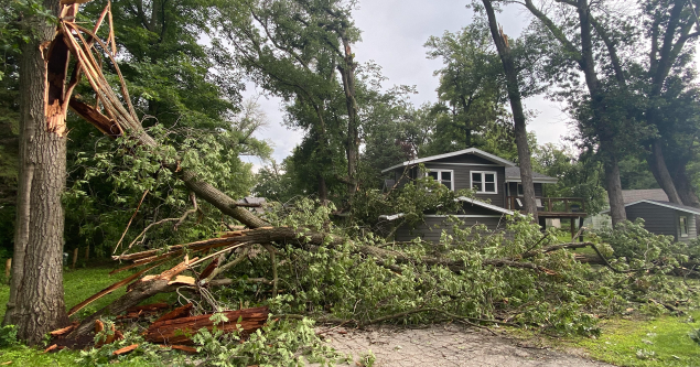 Iowa forestry expert shares post-storm tree care tips | News | kimt.com