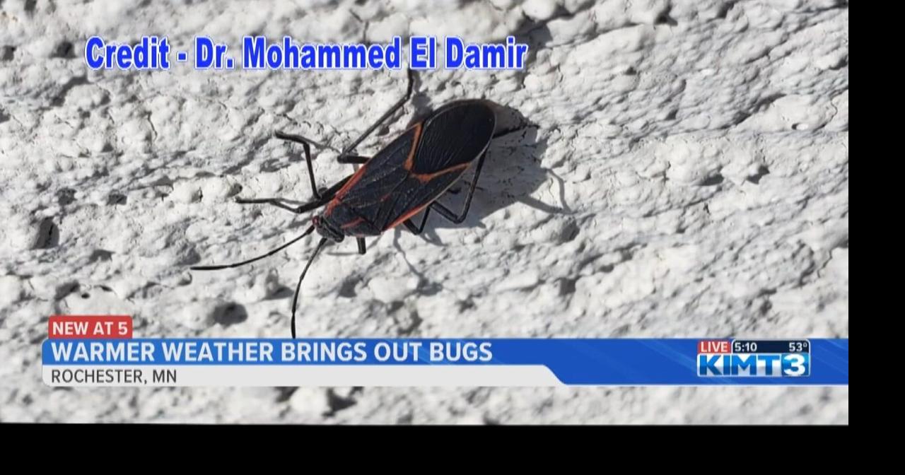 Warmer weather expected to bring out bugs | News | kimt.com