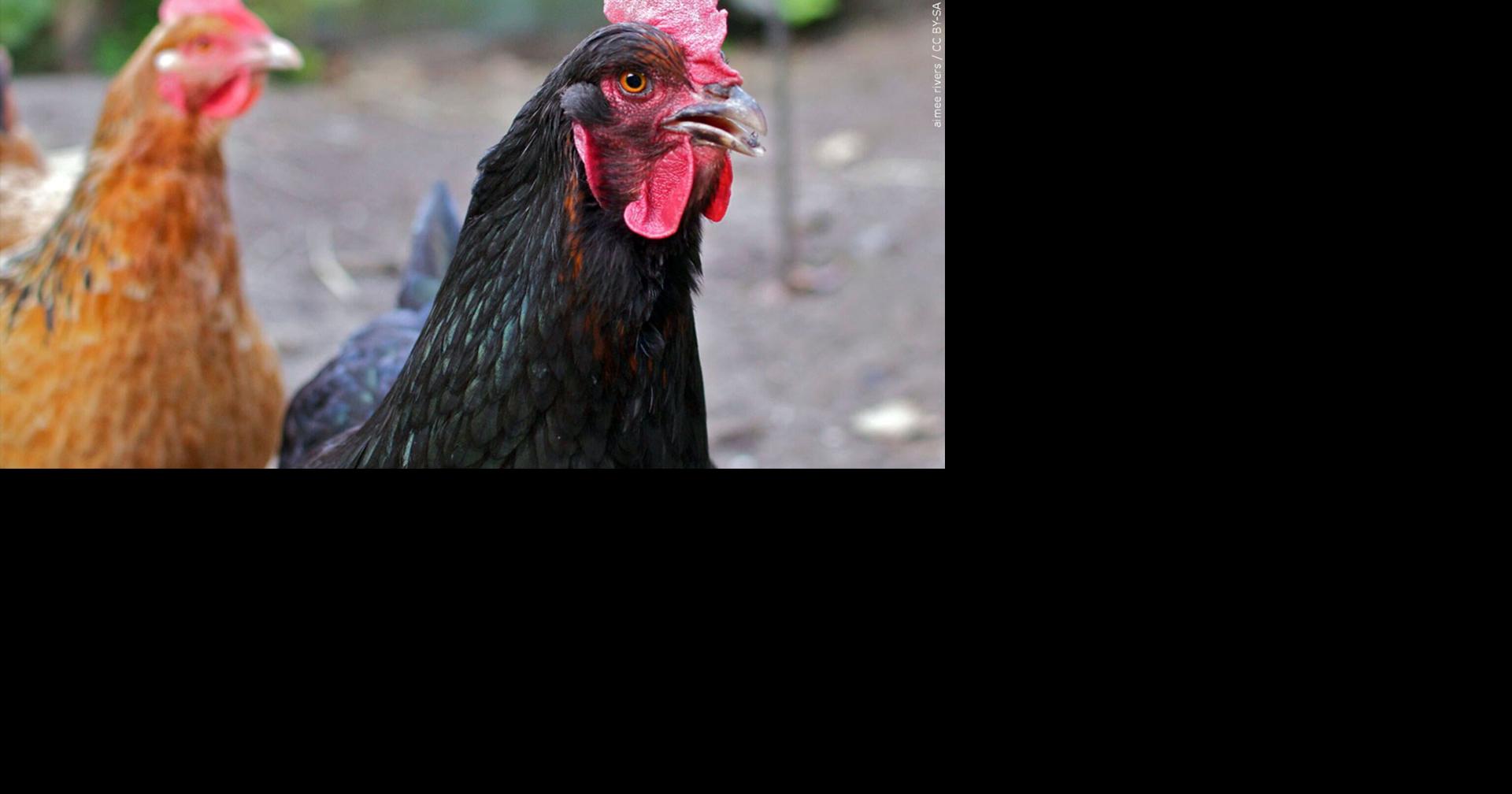 Fifth avian flu case in Iowa: Backyard birds affected in Washington Co ...
