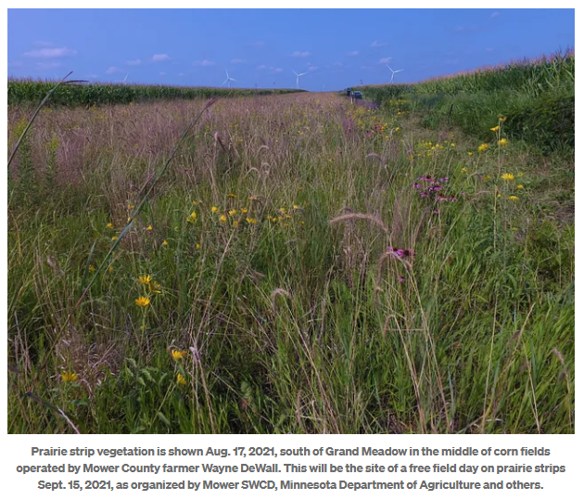 More Mower County farmers encouraged to use prairie strips | News ...