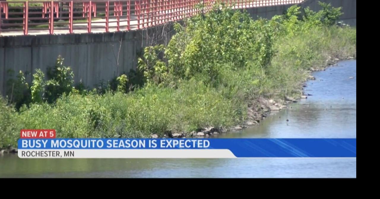 Mosquito season expected to be busy in Minnesota | News | kimt.com