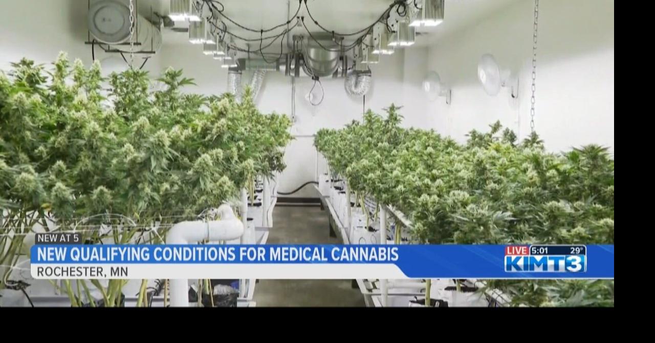 New qualifying conditions for medical cannabis patients | News | kimt.com