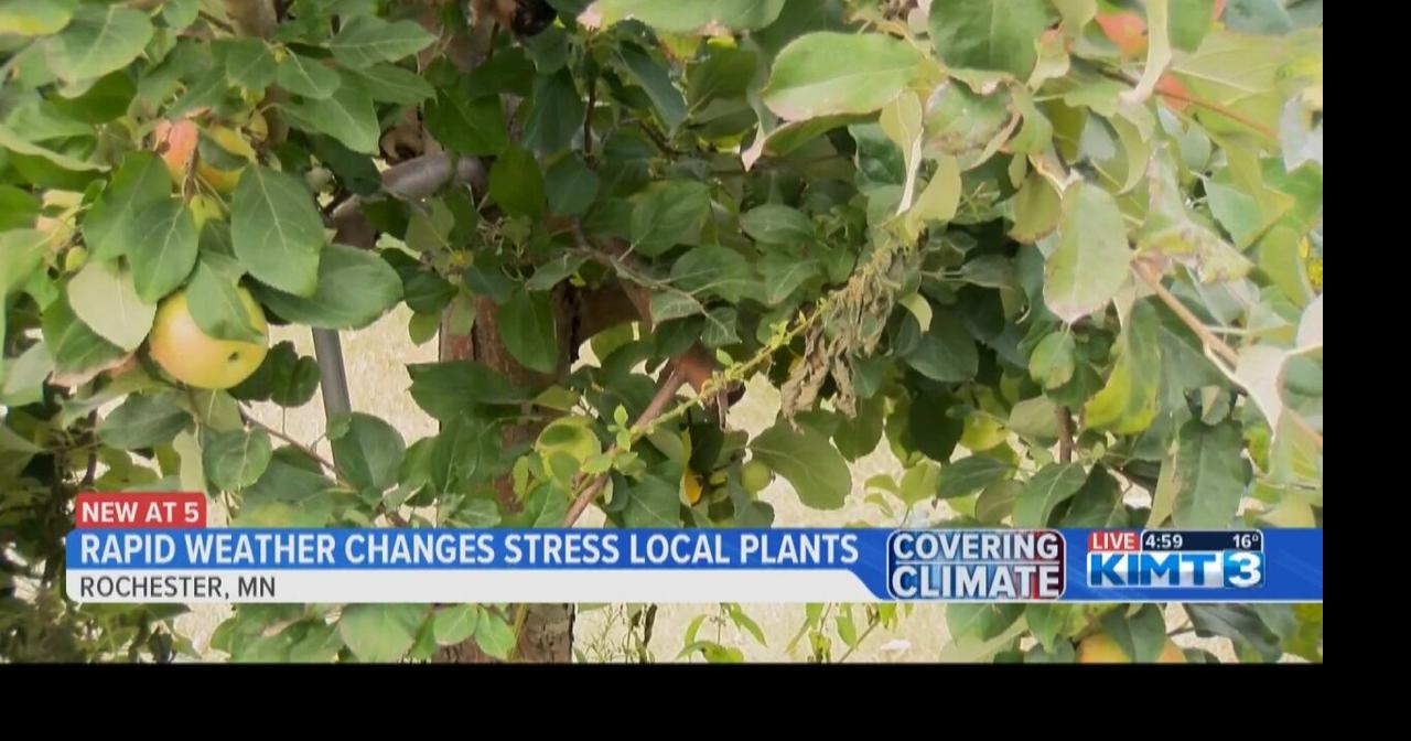 Rapid Weather Changes Cause Stress for Local Trees and Shrubs | News ...