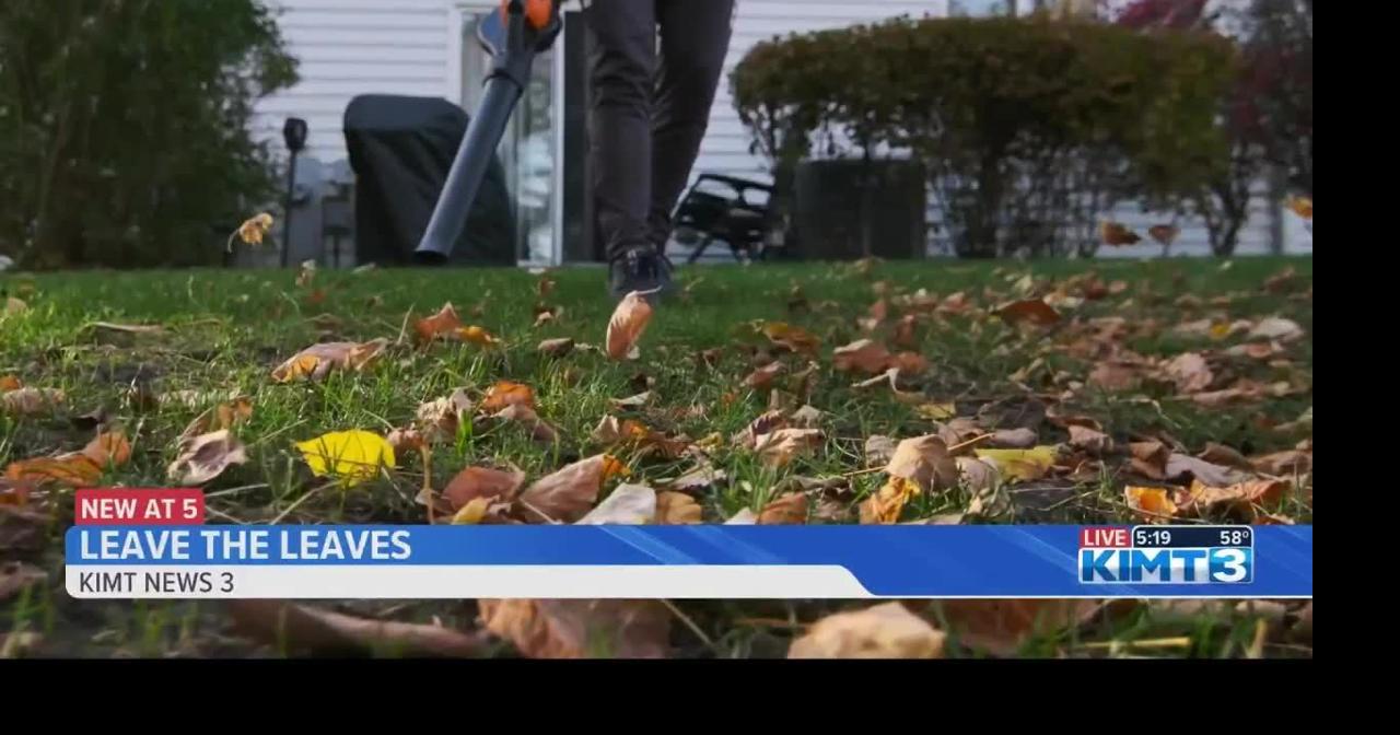 Don't Feel Like Raking? Leave the Leaves! | News | kimt.com