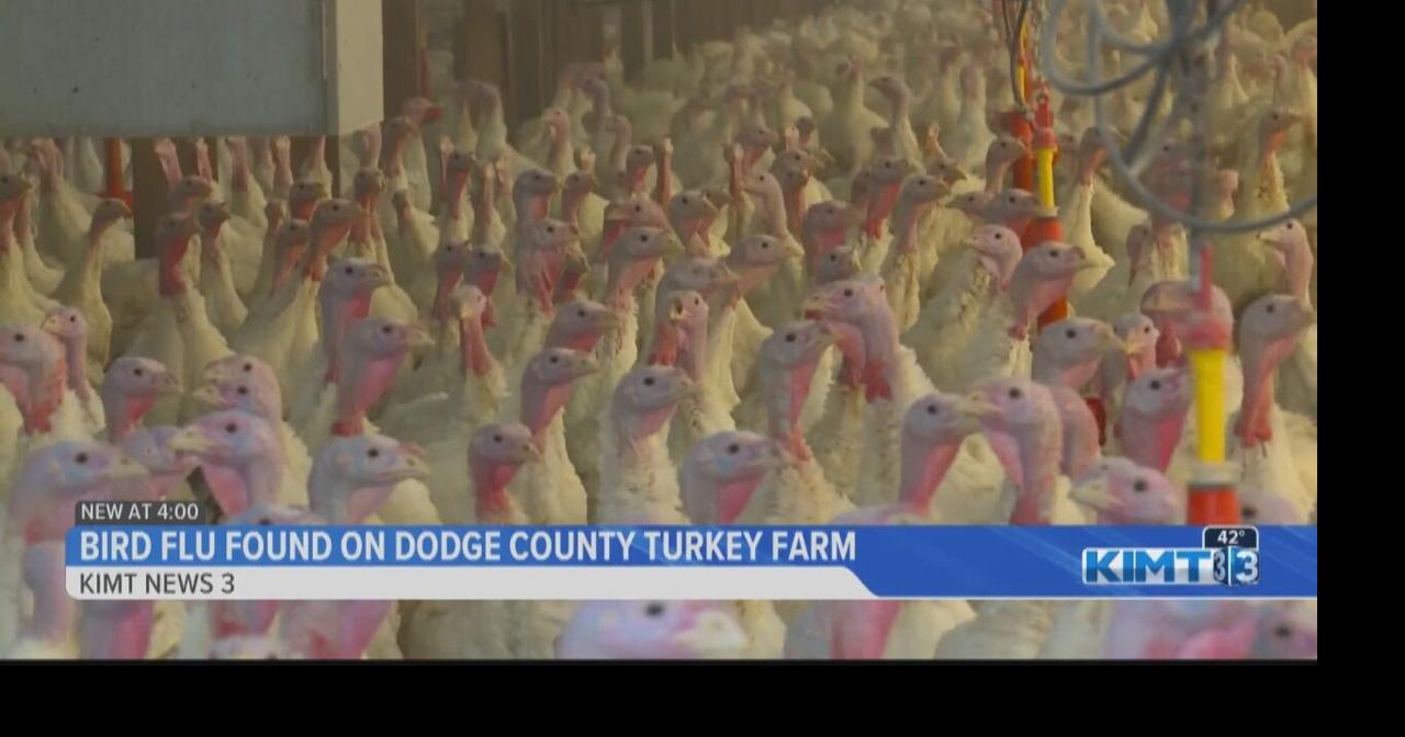 20,000 birds killed after flu confirmed in Dodge County commercial ...
