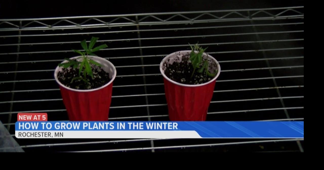 The Urban Grow Store Gives Winter Gardening Tips | News | kimt.com