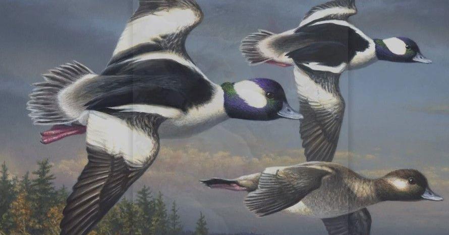 Artist Jim Hautman wins Federal Duck Stamp Contest for seventh time ...