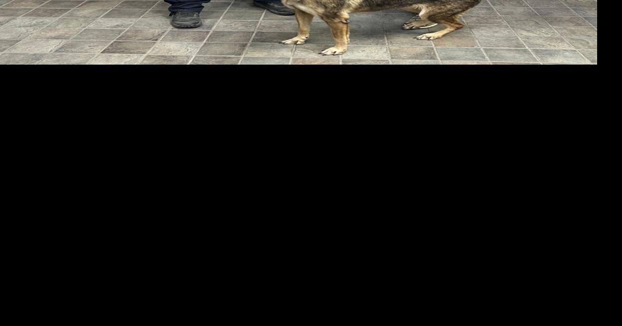 KPD K-9 officer retires | News | kingsvillerecord.com