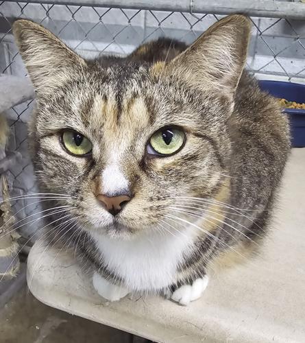 Pet of the Week: Meet Peeka | Gallery | kingsvillerecord.com