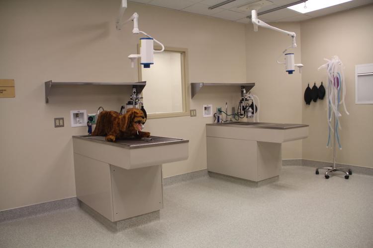 TAMUK opens new Vet Tech program | News | kingsvillerecord.com