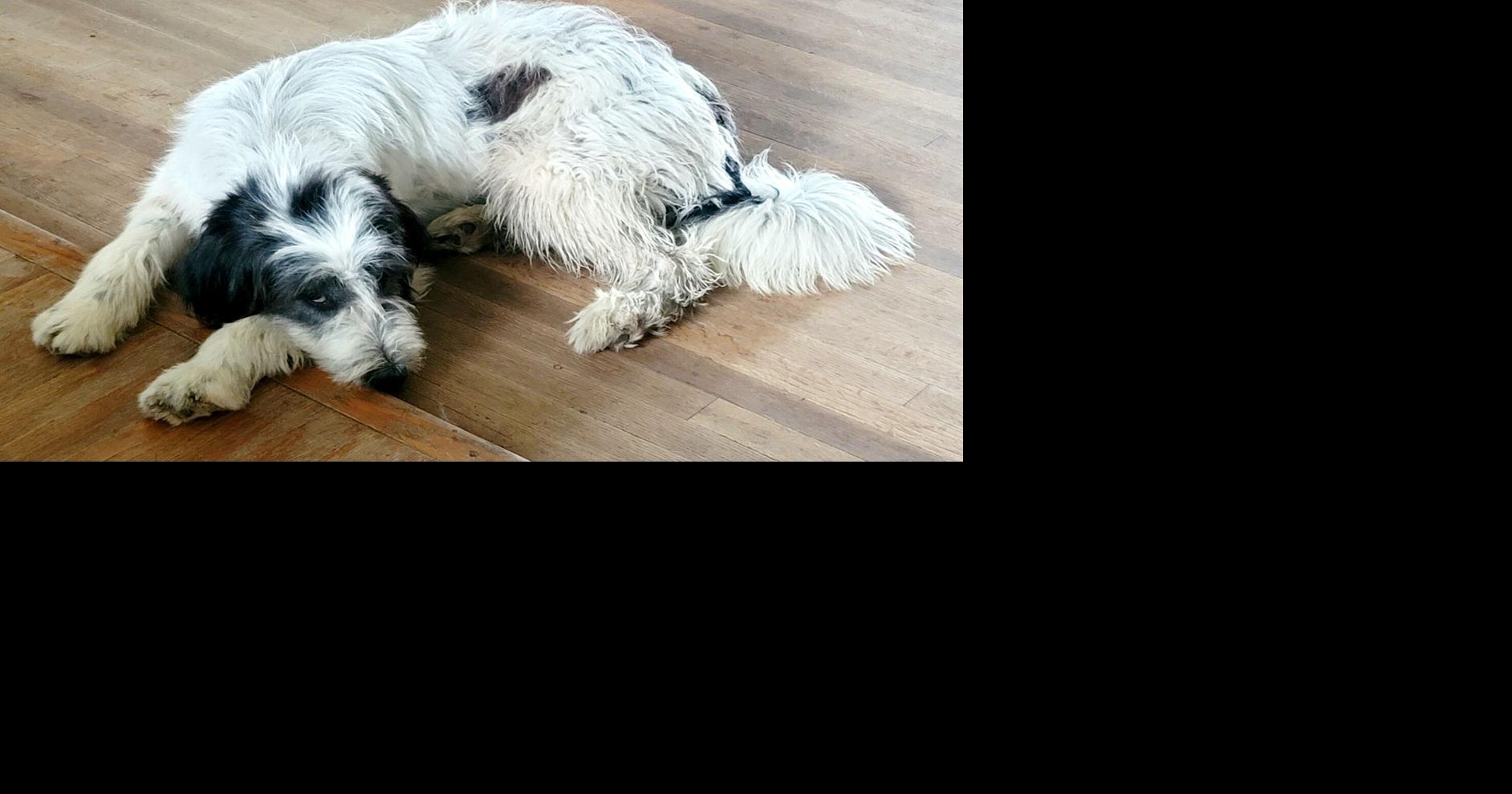 Pet of the Week: Meet Toby | Gallery | kingsvillerecord.com