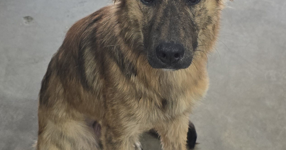 Pet of the Week: Meet Chompy | Gallery | kingsvillerecord.com