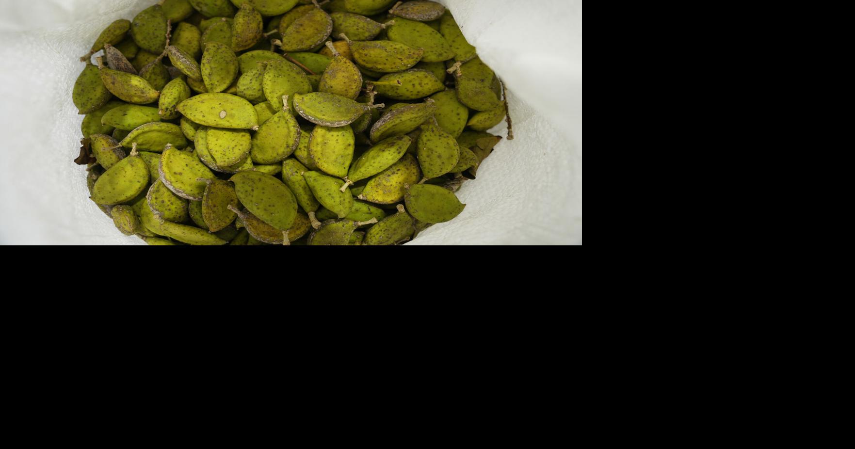 Pongamia Tree What to Know | | kitv.com