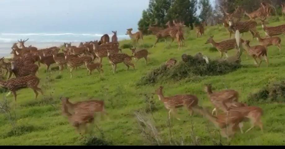 Maui's Deer Task Force fears explosion of deer due to drought | News ...