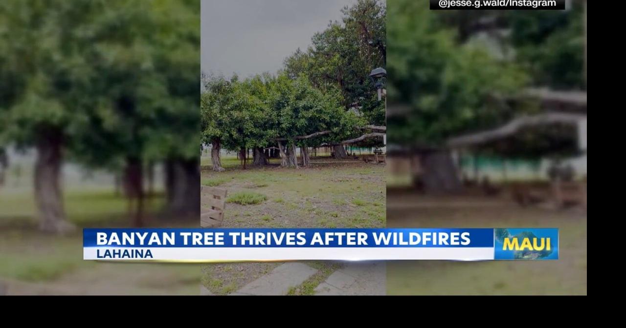 Historic Lahaina Banyan Tree shows remarkable recovery | News | kitv.com