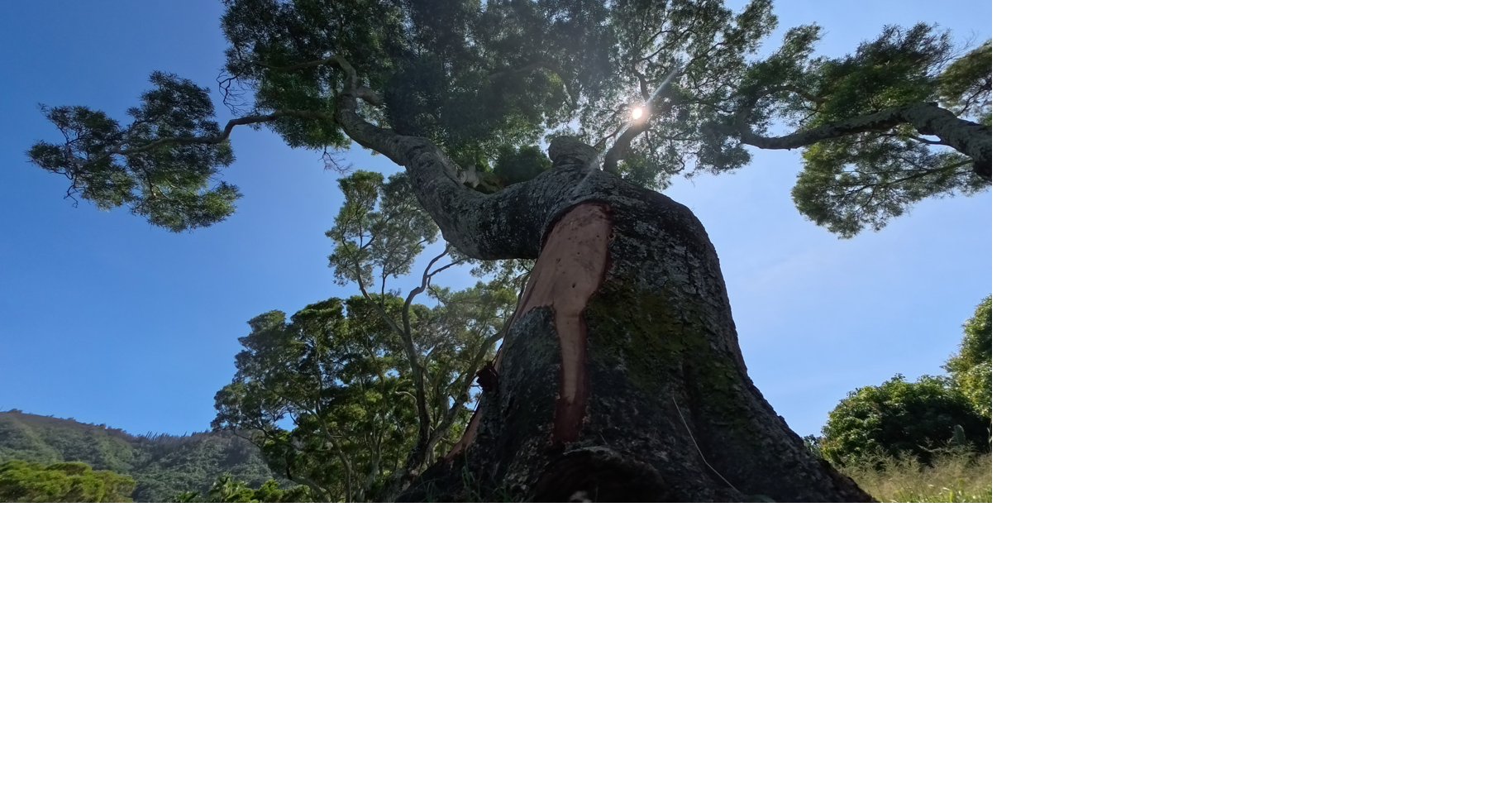 Acacia trees under assault at Manoa Valley District Park | News | kitv.com