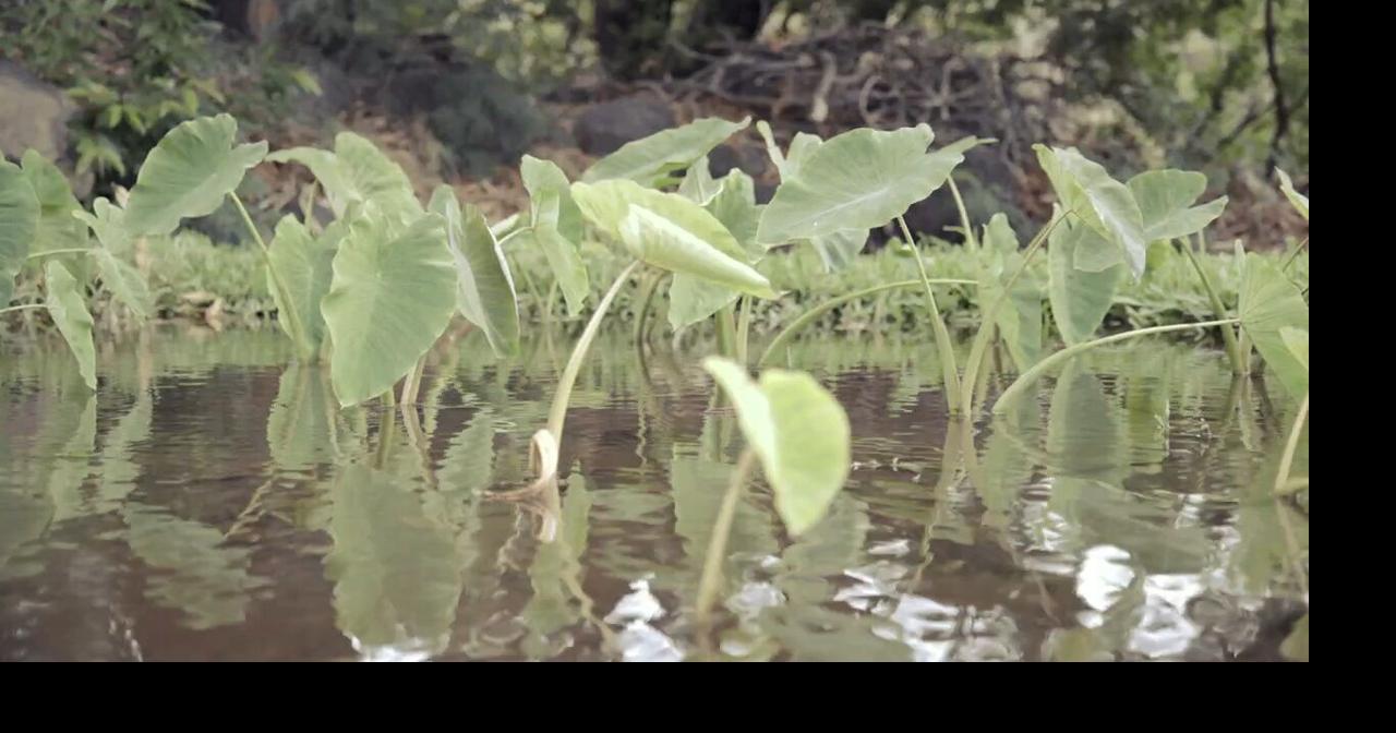 Moana 2 celebrates Polynesian wayfinding and kuleana to ocean and land ...